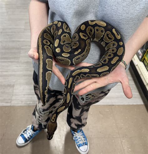 Python Regius Ball Python Normal Female 5 Years Old Norma