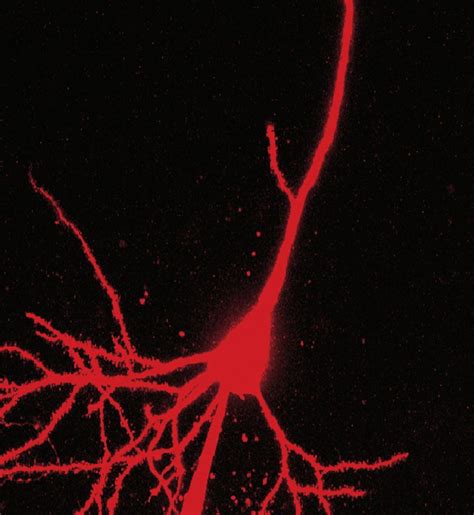 bioprobes 60 neurons in focus two photon excitation imaging in live