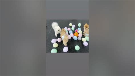 행동풍부화 동글동글 알록달록 풍선놀이 Youtube