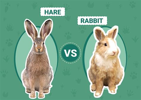 Rabbit V Bunny At Hayley Savige Blog