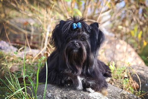 Black Yorkie Facts Genetics Traits And More With Pictures