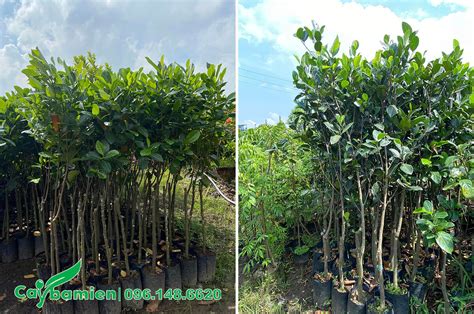 Bán Cây Mít Thái Chất Lượng Năng Suất Cao Giá Thành Tốt