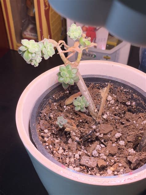Attempting To Revive This Succulent From A Stem I Believe It Is A Type