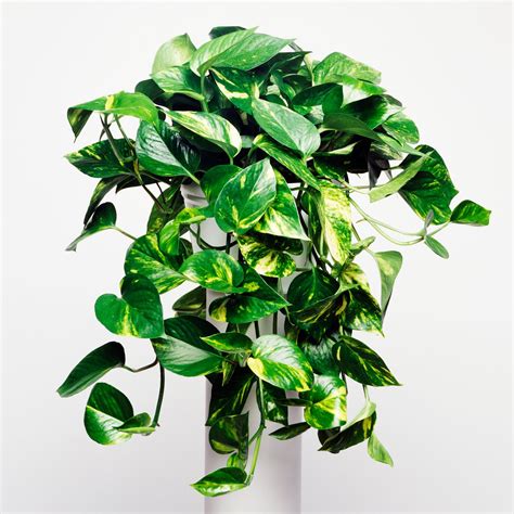 Toxins Removed By Golden Pothos