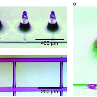 Overview Of Fabricated Microneedle Designs CAD Design A And SEM Images Download Scientific
