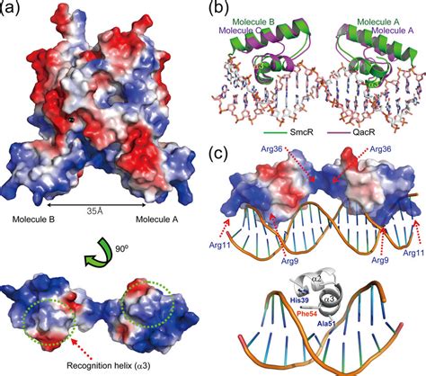 Dna Binding Domain And Dna Recognition Of Smcr A Electrostatic