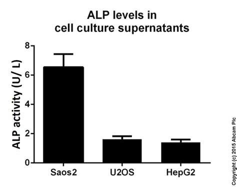 Alkaline Phosphatase检测试剂盒 Colorimetric Ab83369 Abcam中文官网