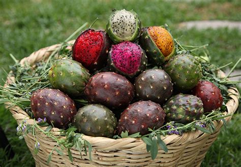 Impulsarán El Cultivo De La Pitaya En Tehuacán Tehuacan