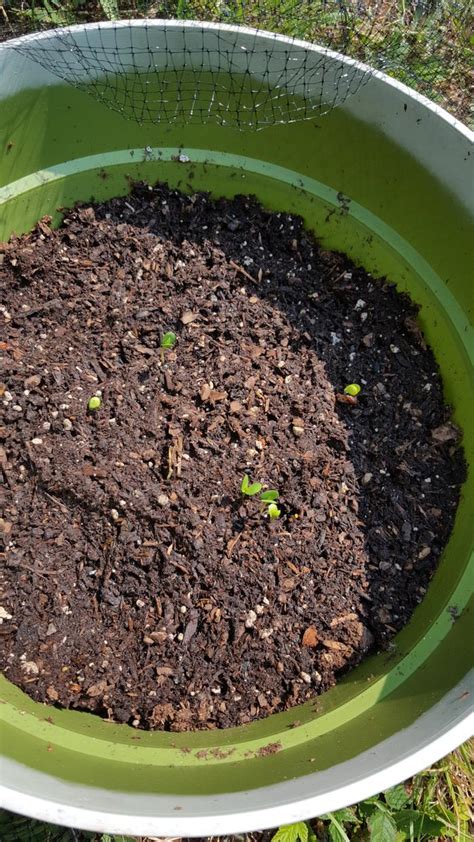 Growing Pear Trees From Seed Naturally Pears Forum At Permies