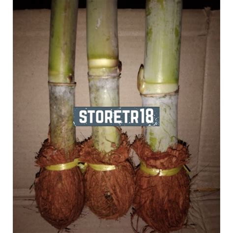Jual Batang Tebu Hijau Khusus Bibit Super Per 2 Batang Shopee Indonesia