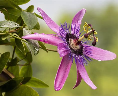 Passiflora Caerulea Victoria Passionsblume 29 95