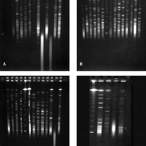 Concatenated Split Network Tree Based On Eight Gene Loci The Ftsz
