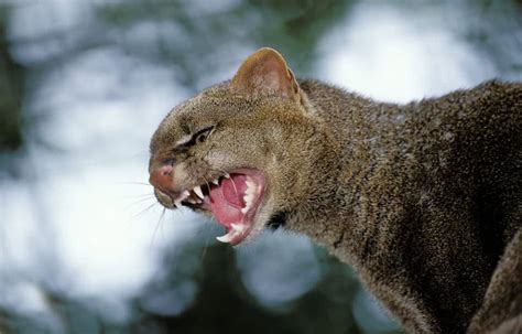 Meet One Of The Rarest Wildcats A Jaguarundi Aatg