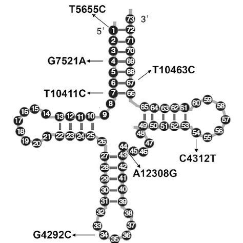 Mitochondrial Trna Mutations With Standard Nt Numbering Arrows Download Scientific Diagram