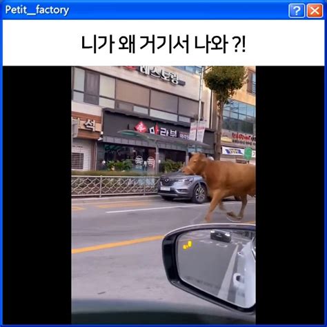 ★환승유머 이건 인정이지 좋아요팔로우사랑💖 365일 개꿀잼 게시물 업로드🤣 👉 Transferhumor 레전드짤