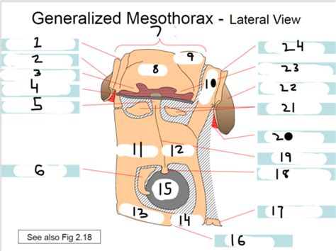 Insect Anatomy Flashcards Quizlet