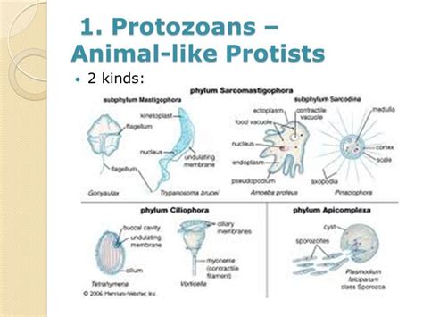 Protozoans Protists