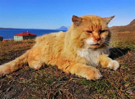 북극여우임 아무튼 북극여우임 인스티즈 Instiz 이슈 카테고리