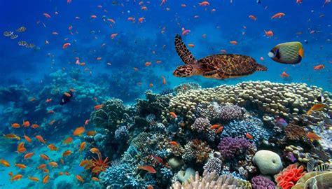 Four Basic Components Of An Ecosystem Sciencing