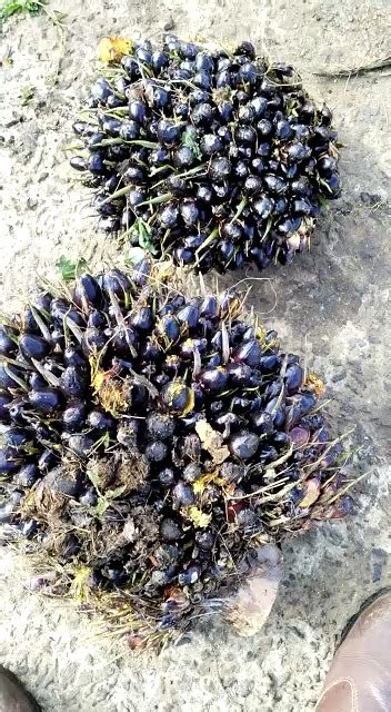 Palm Oil 33 Object Detection Dataset And Pre Trained Model By Zah