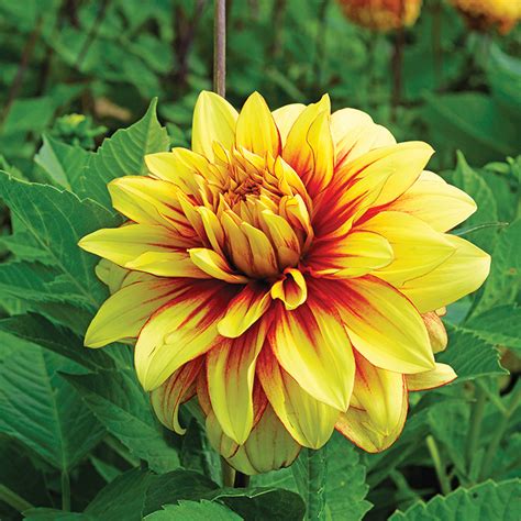 Dahlia Dazzling Sun Dahlias Jw Jung Seed Company