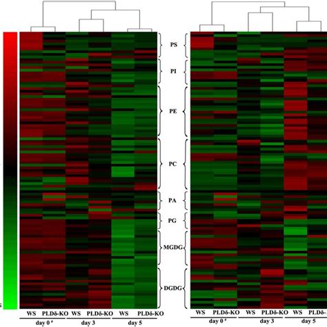 Hierarchical Clustering Analysis Of Lipid Molecular Species During