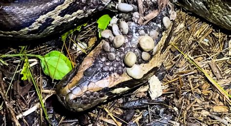 Watch Giant Python Is Being Eaten Alive By Hundreds Of Ticks Outdoor