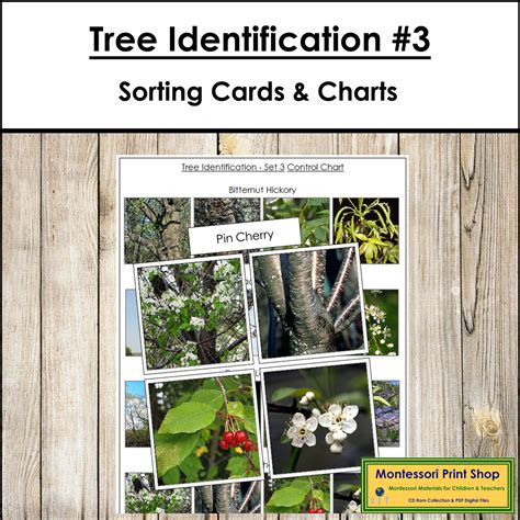Tree Identification Set Sorting Cards Control Charts Made By Teachers