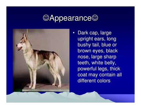 Husky Ppt