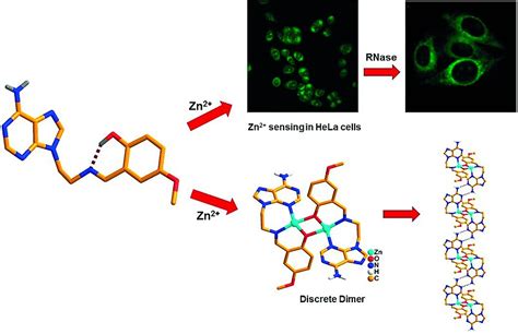 Purine‐based Fluorescent Sensors For Imaging Zinc Ions In Hela Cells Pratibha 2017