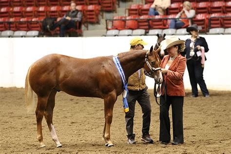Congress Amateur Gelding Champions Include Stehney Erhardt Matthews Weakly And More