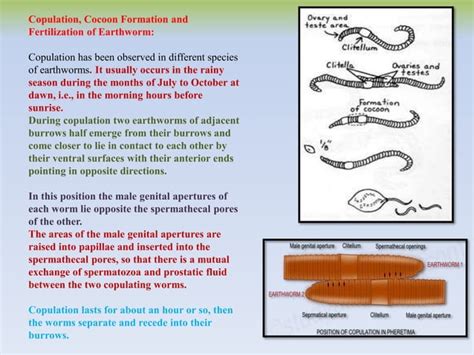 Reproductive System Of Earthworm Male Reproductive Part And Female