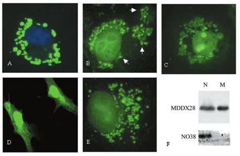 Subcellular Localization Of Mddx28 Cos 1 Cells Were Grown On