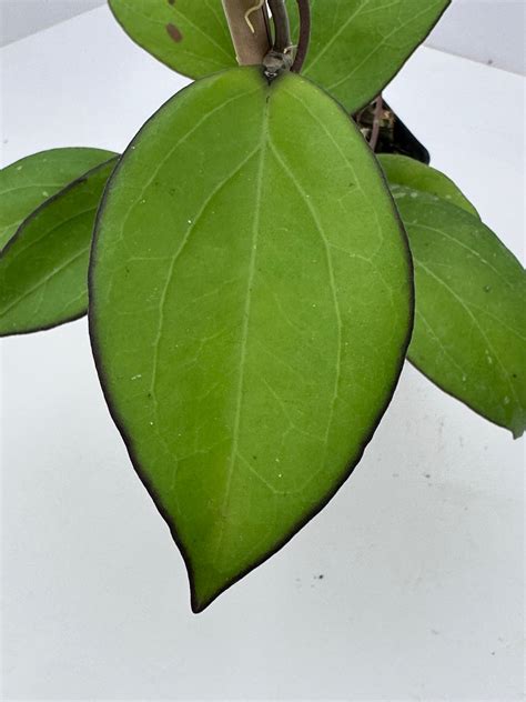 Hoya Ah 075 Nest Tropicals