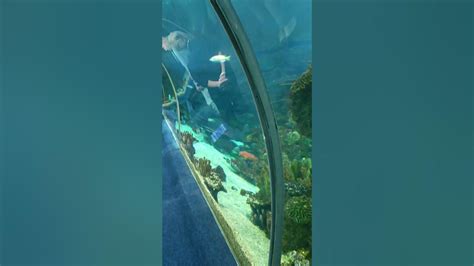 Леопардовая мурена Youtube