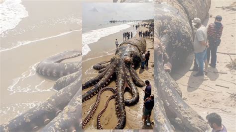 Fact Check Image Claims To Show Giant Octopus Photographed On