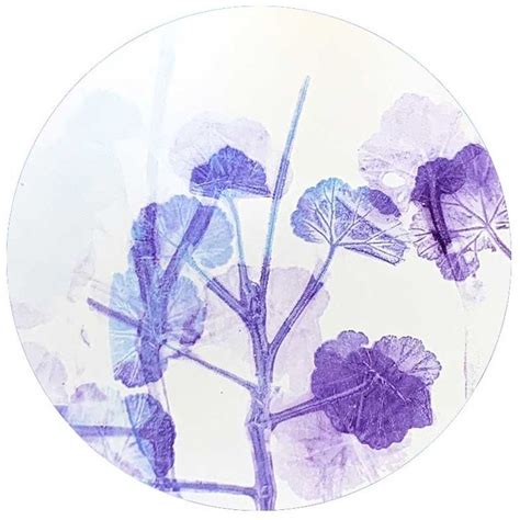 Gelatin Plate Monoprinting Online Workshop Kim Herringe In 2024