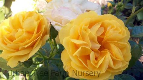 Rosa 'Julia Child' | Urban Tree Farm Nursery