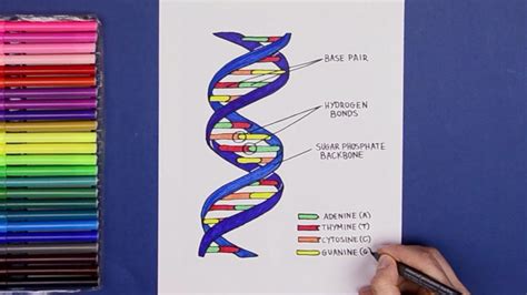 Simple Dna Structure Model