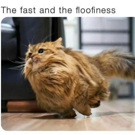 50 Ridiculously Cute Cat Memes That Can Brighten Your Day Aol
