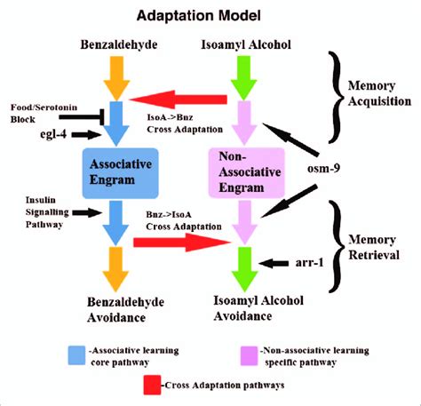 A Model For Two Forms Of Learning In Awc Olfactory Plasticity Download Scientific Diagram