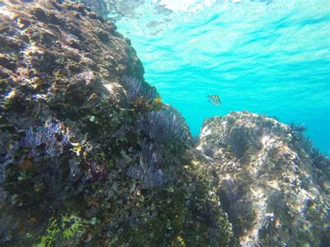 Cabo San Lucas Medano Beach Private Boat Tour W Snorkeling GetYourGuide