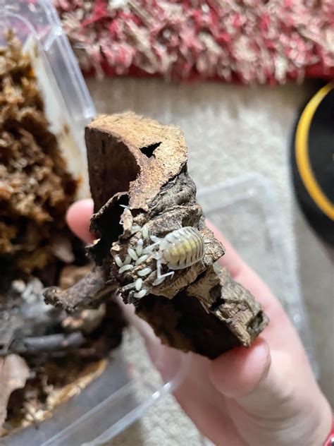 Do You Think Dwarf White Isopods Will Survive In My ‘bioactive Pothos