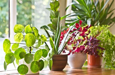 10 Indoor Plants Which Are Considered As The Best Home Decor The