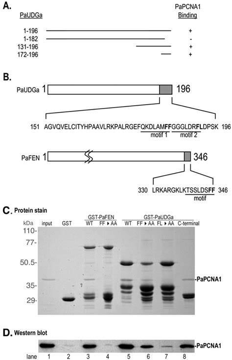 Pcna Binding Activity Of The Carboxyl Terminal Region Of Pa Udga A