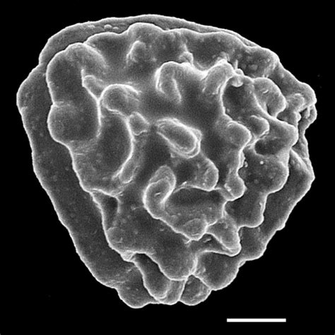 Onychium Japonicum Pteridaceae