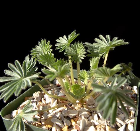 Get Ready To Fall For Oxalis Cactus Jungle