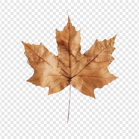 Single Dried Maple Leaf Premium Ai Generated Psd