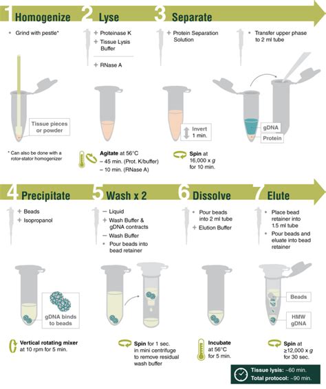 Monarch Genomic Dna Purification Kit Protocol