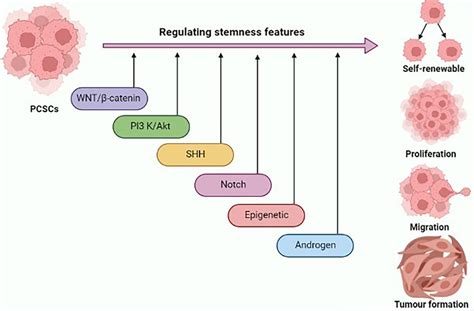 Graphical Illustration Representing The Various Signaling Pathways And Download Scientific
